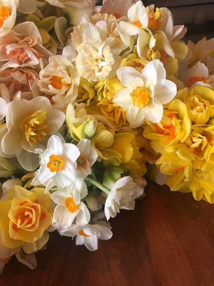 How to Grow Daffodils (Narcissus) for a Beautiful, Low-Maintenance ...