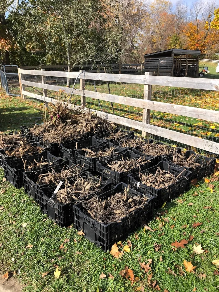 A Guide to Digging and Storing Dahlia Tubers - No Cooler Required ...