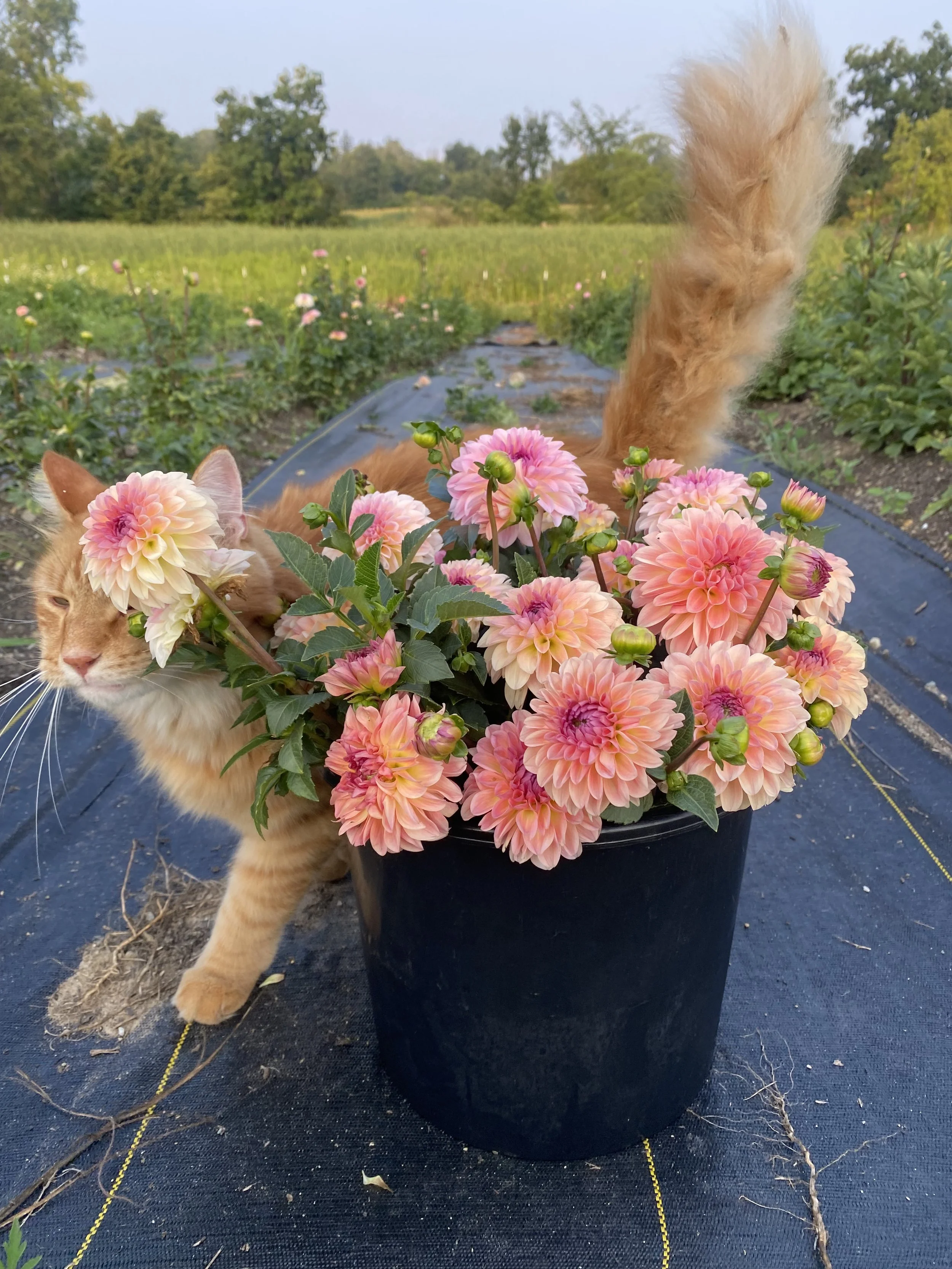 Maximizing Your Flower Farm's Profit: A Guide to Profit Planning ...