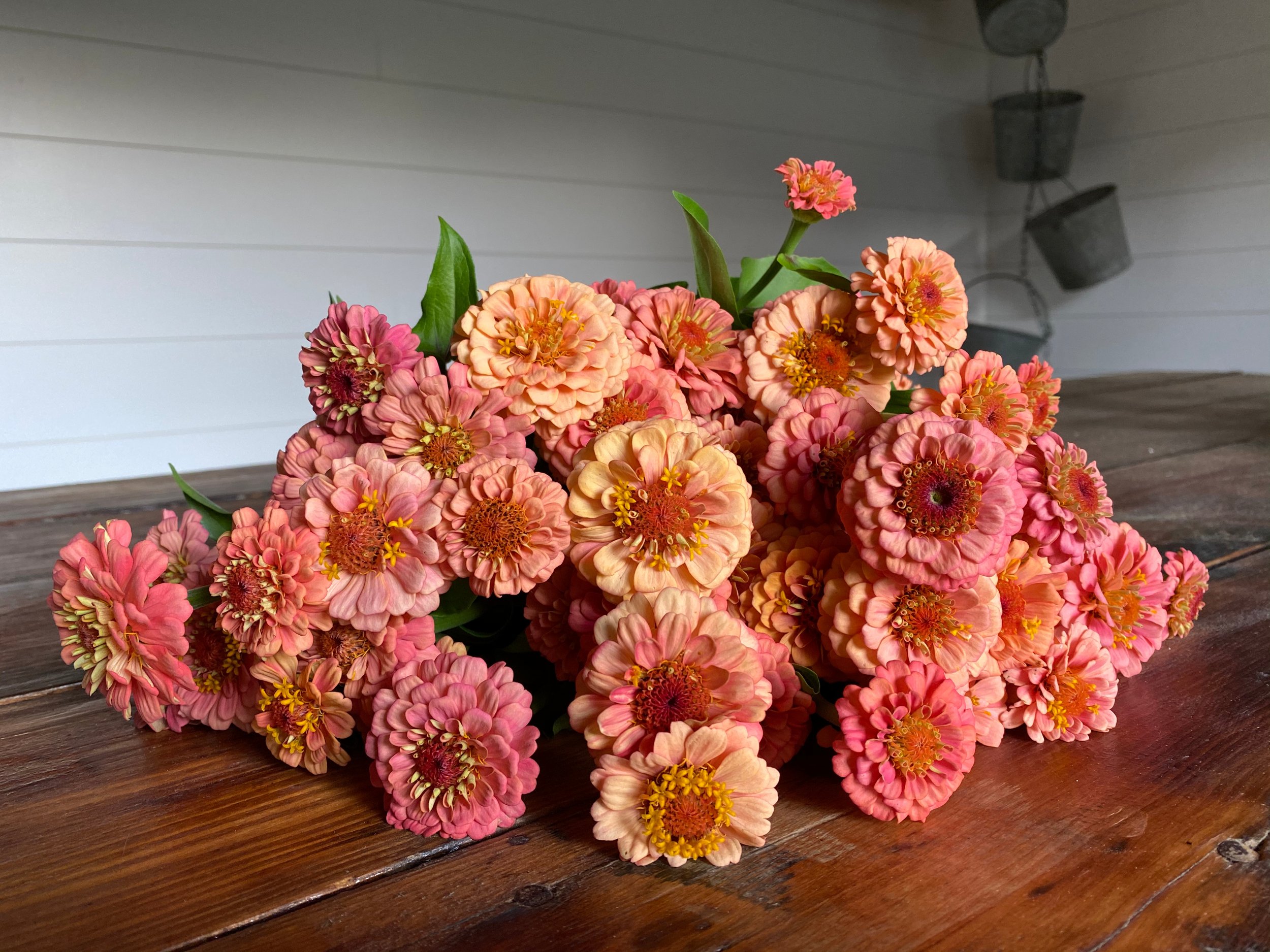 10 Tried and True Cut Flowers for Your Garden — Lynsey Taulbee