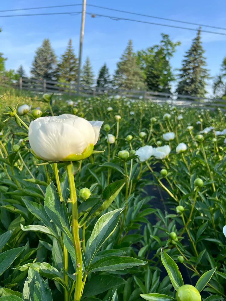 10 Must-Grow Peony Varieties for Flower Farmers — Lynsey Taulbee