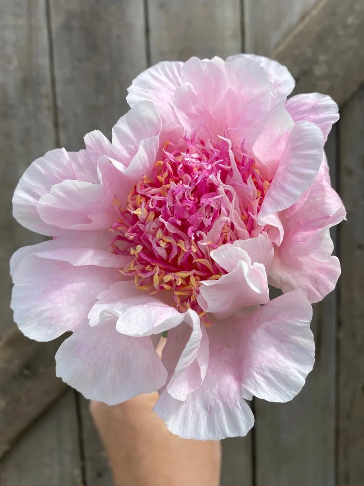 10 Must-Grow Peony Varieties for Flower Farmers — Lynsey Taulbee