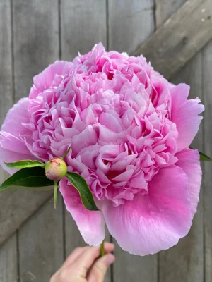 10 Must-Grow Peony Varieties for Flower Farmers — Lynsey Taulbee