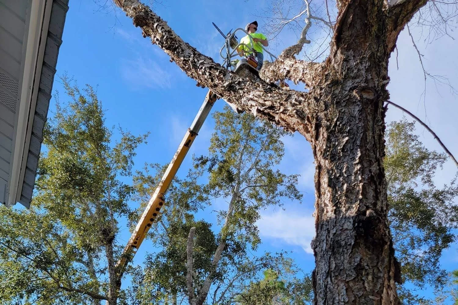 Schnelloggers | Tree Service & Removal