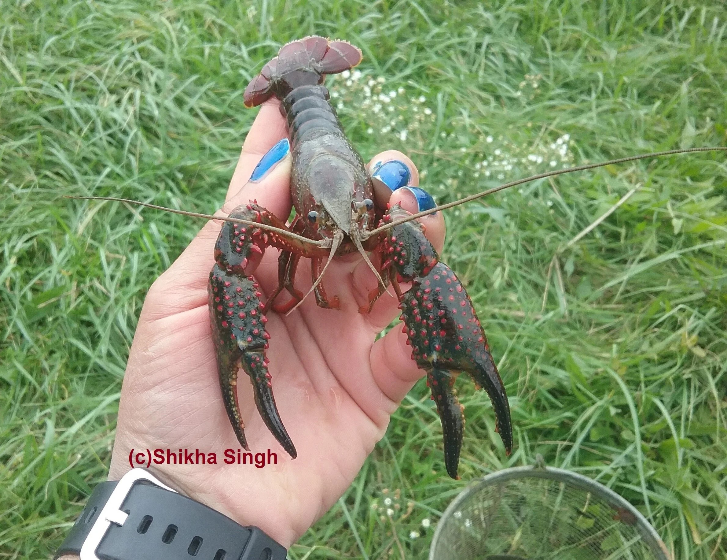 Invasive Species — Jackson County CD