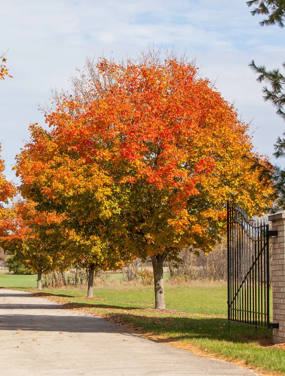 Annual Tree Sale — Jackson County CD