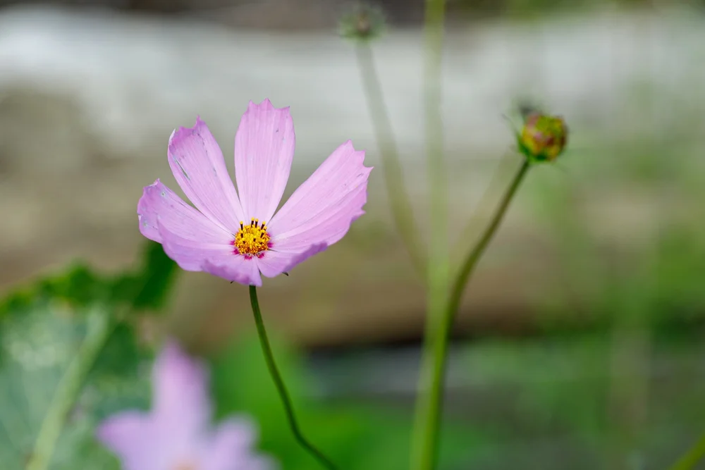 Offering nervous system education, support and healing through Somatic ...
