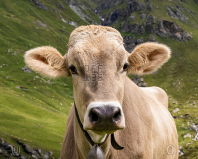 OG Goat — Maker to Monger