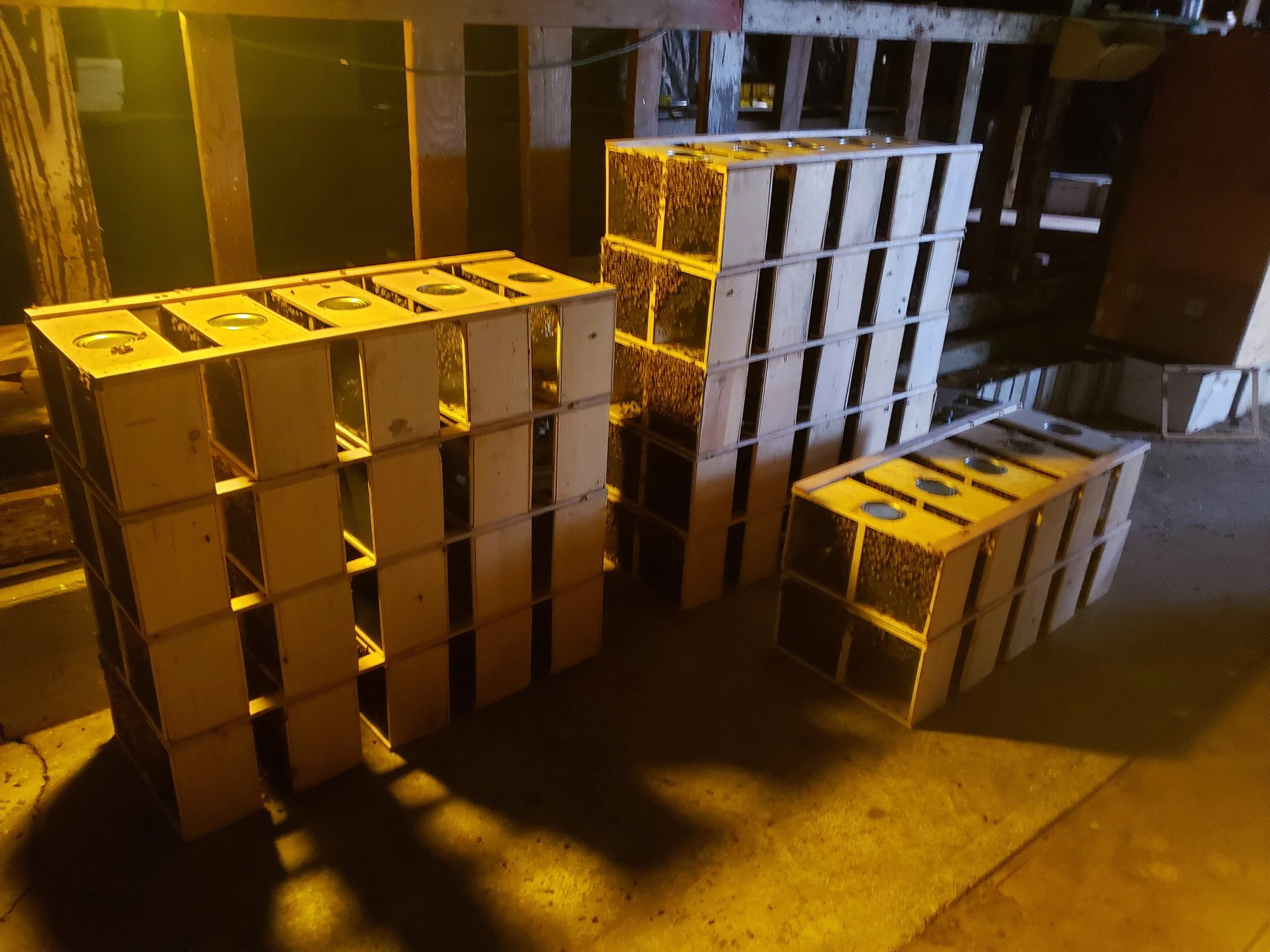 Forbis Apiaries & Queen Bees