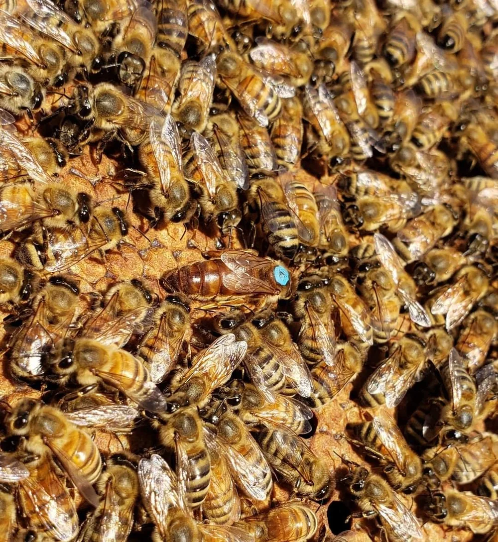Forbis Apiaries & Queen Bees
