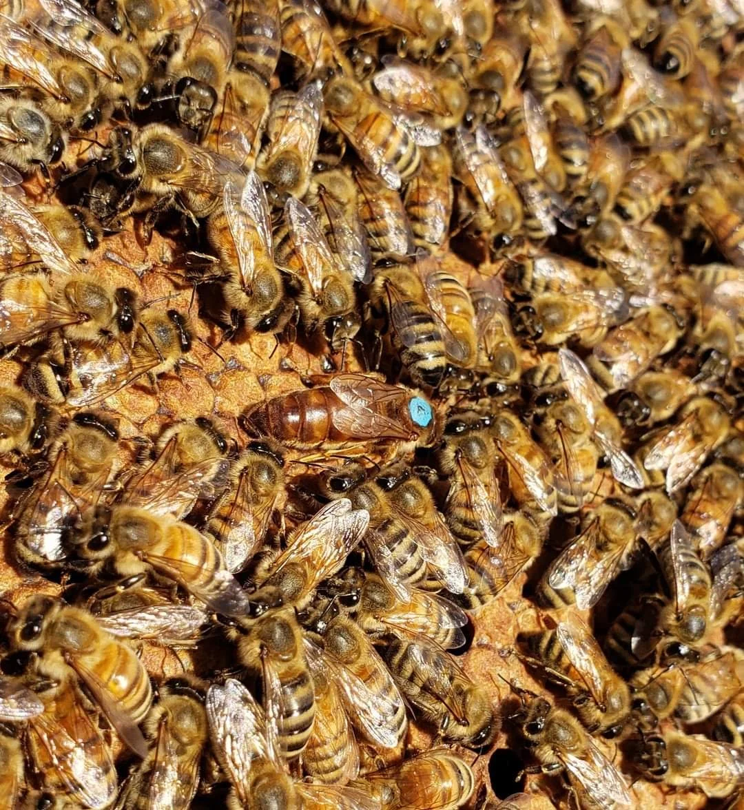 Forbis Apiaries & Queen Bees