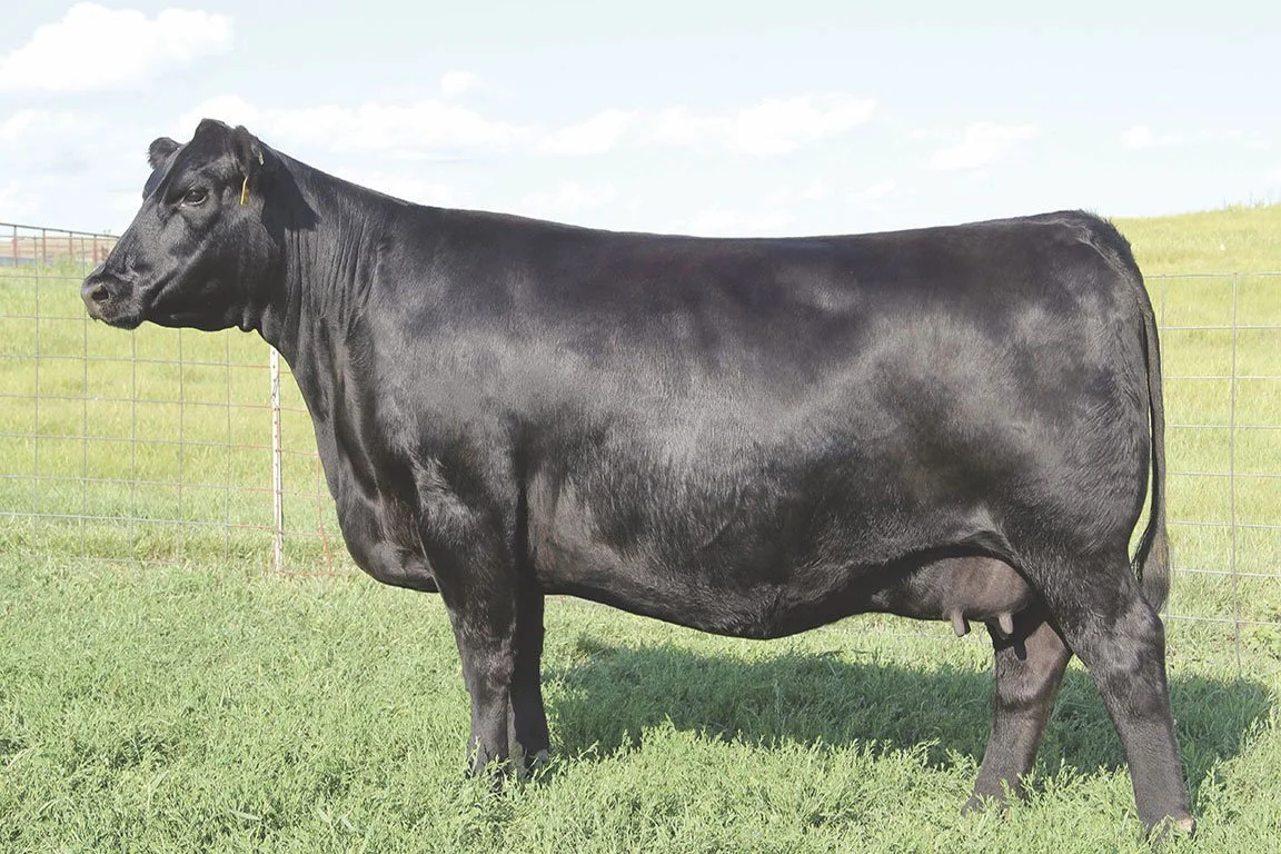 Donors — Allen Brothers Cattle