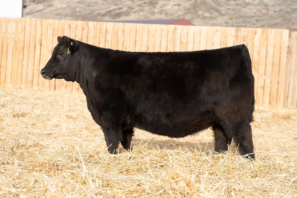 Allen Brothers Cattle