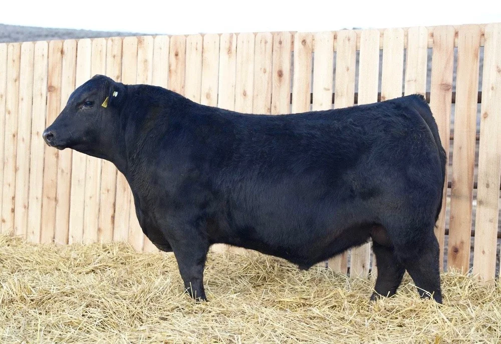 Sires — Allen Brothers Cattle