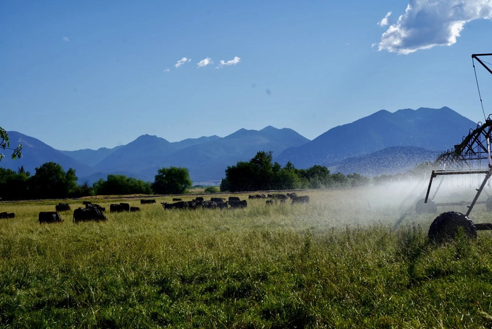 Allen Brothers Cattle