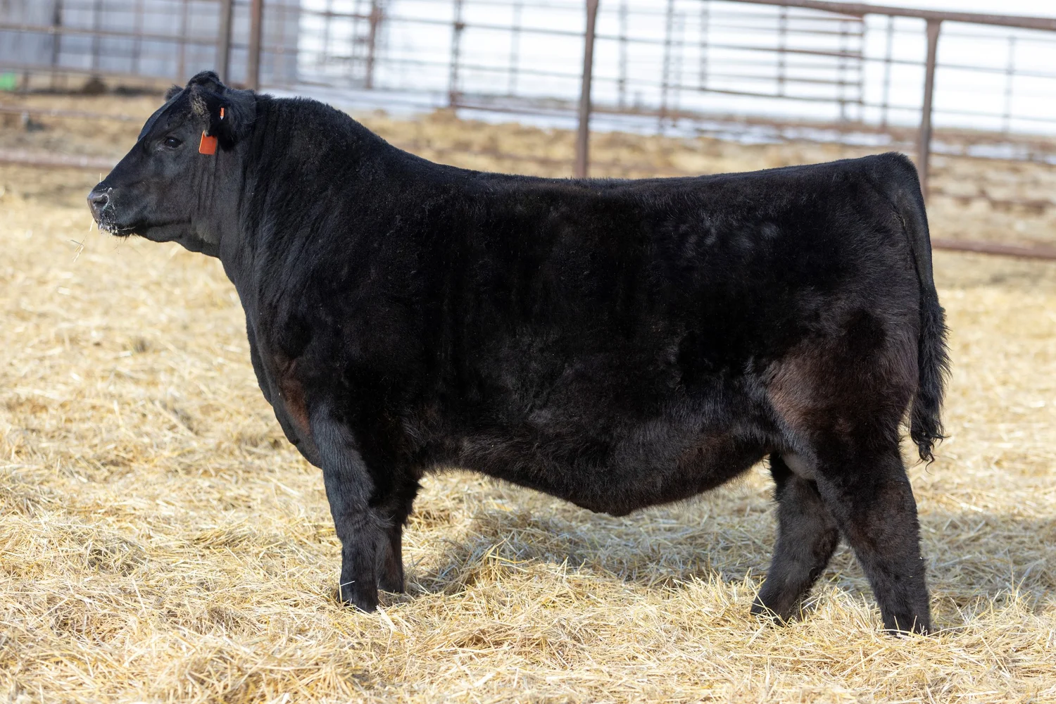 Sires — Allen Brothers Cattle