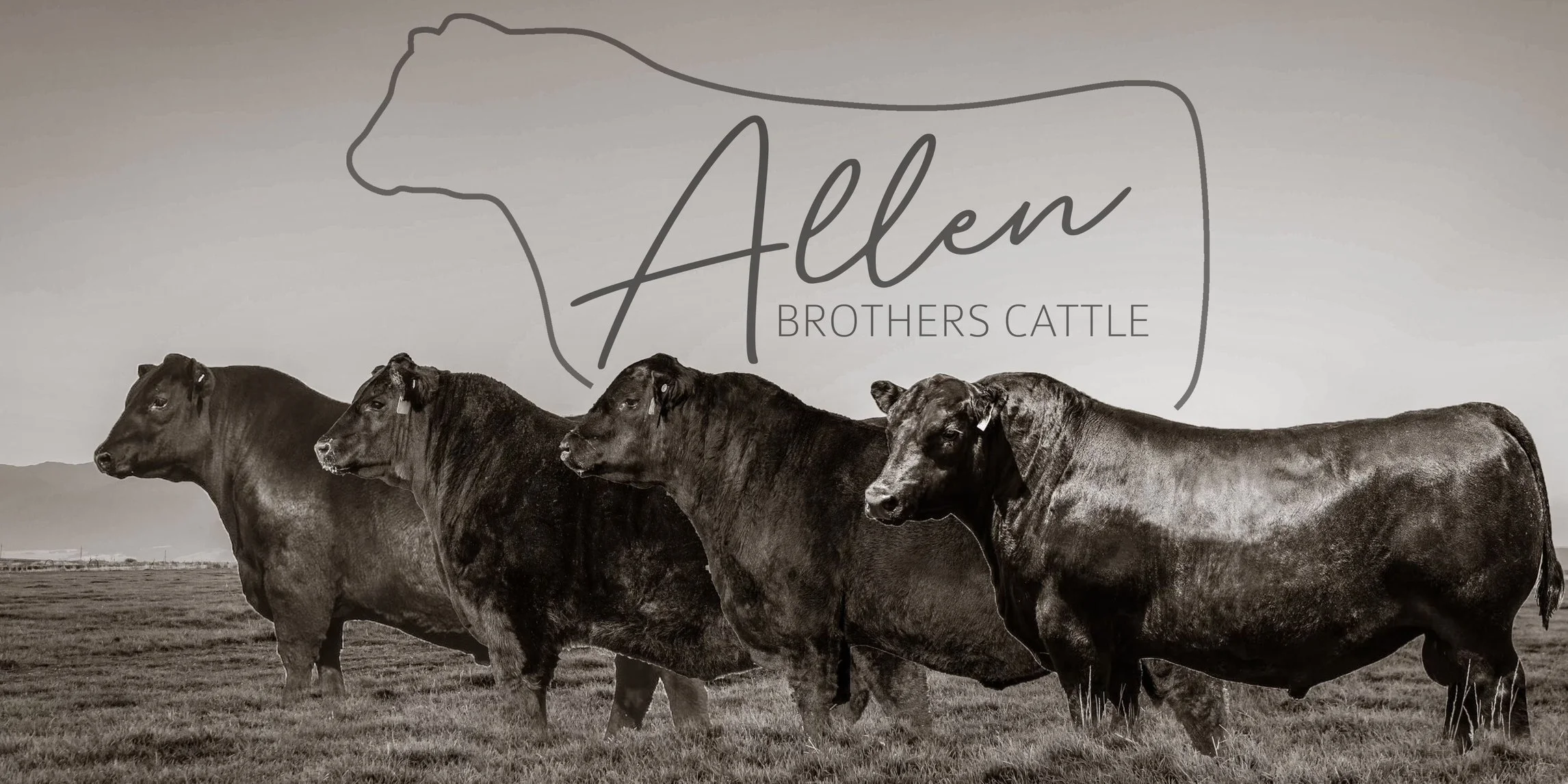Allen Brothers Cattle