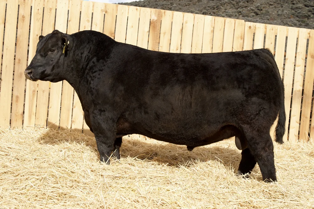 Sires — Allen Brothers Cattle