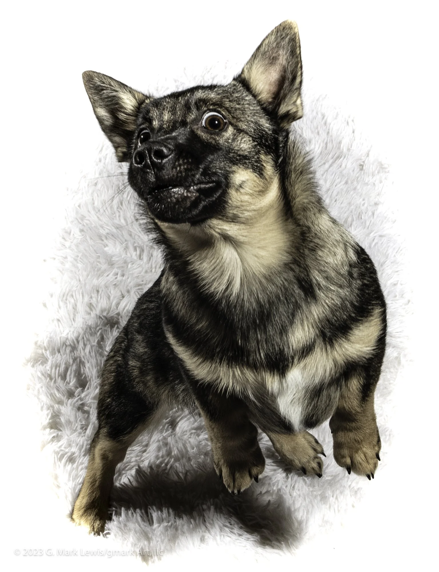 General 4 — Wild Hunt Swedish Vallhunds