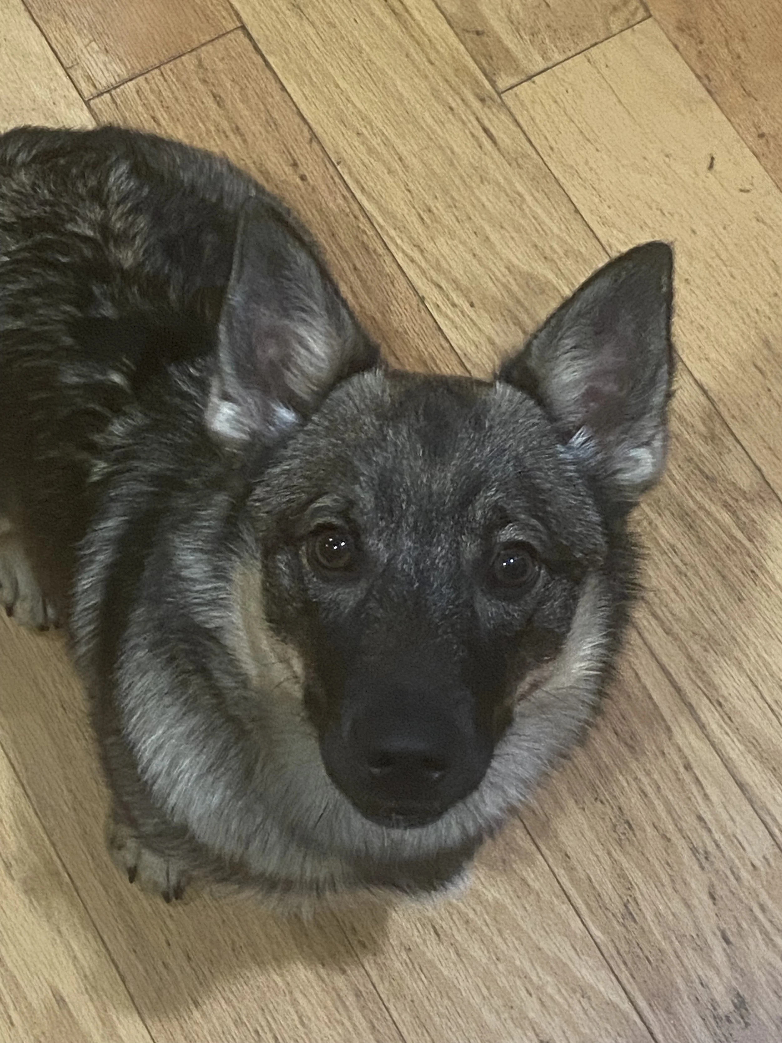 General 4 — Wild Hunt Swedish Vallhunds