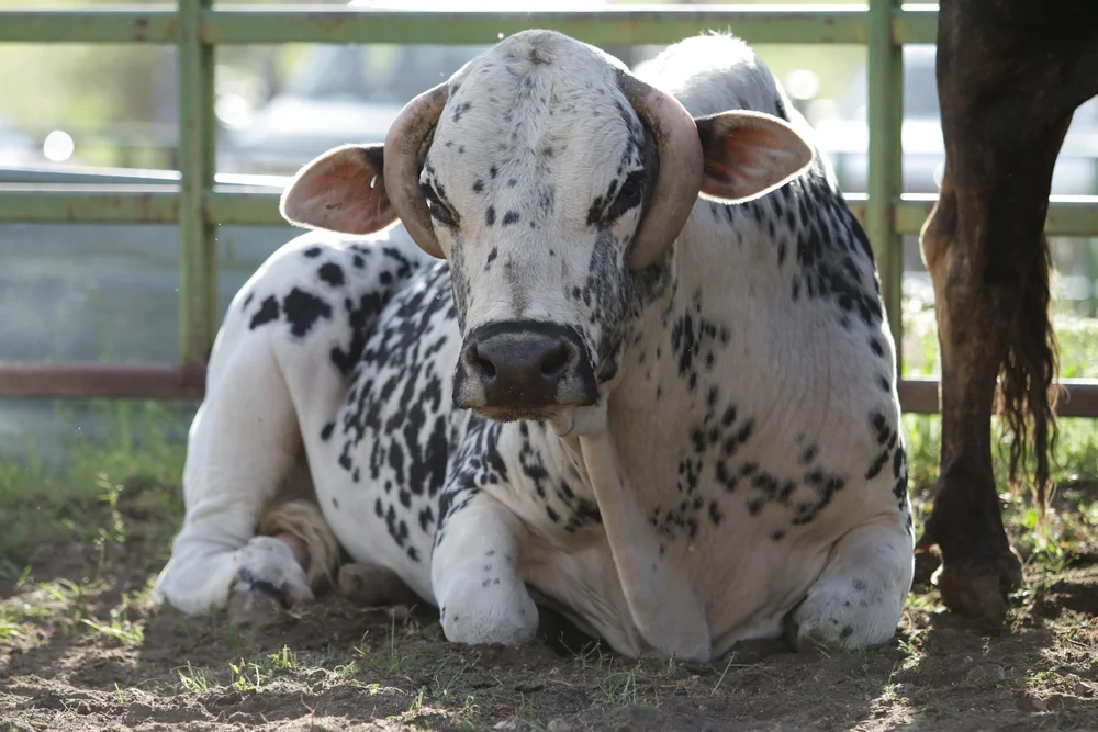 Rodeo Glossary — High Country Stampede Rodeo