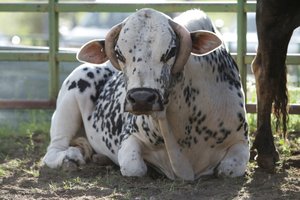 Rodeo Glossary — High Country Stampede Rodeo
