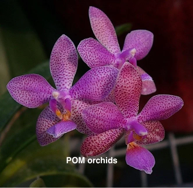 Shop — Orchid Obsession