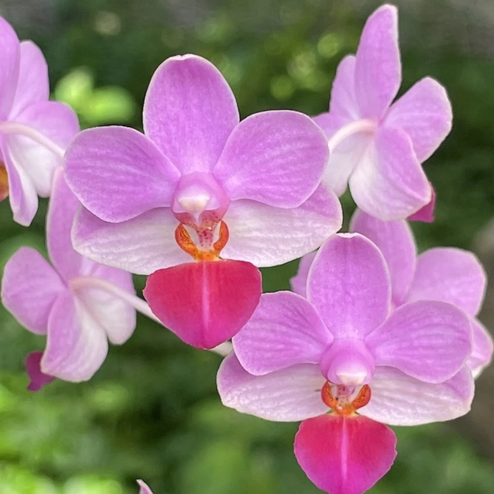 Orchid Obsession