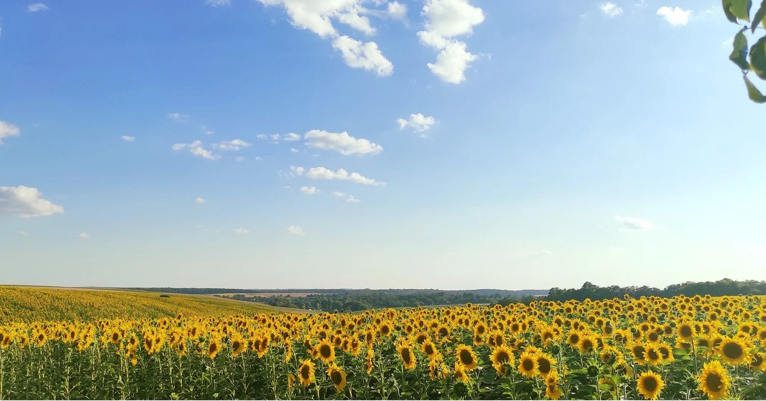 Sunflower Seeds Ukraine