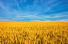 🇺🇦 NATIONAL SYMBOLS AND COLORS OF UKRAINE — Sunflower Seeds Ukraine