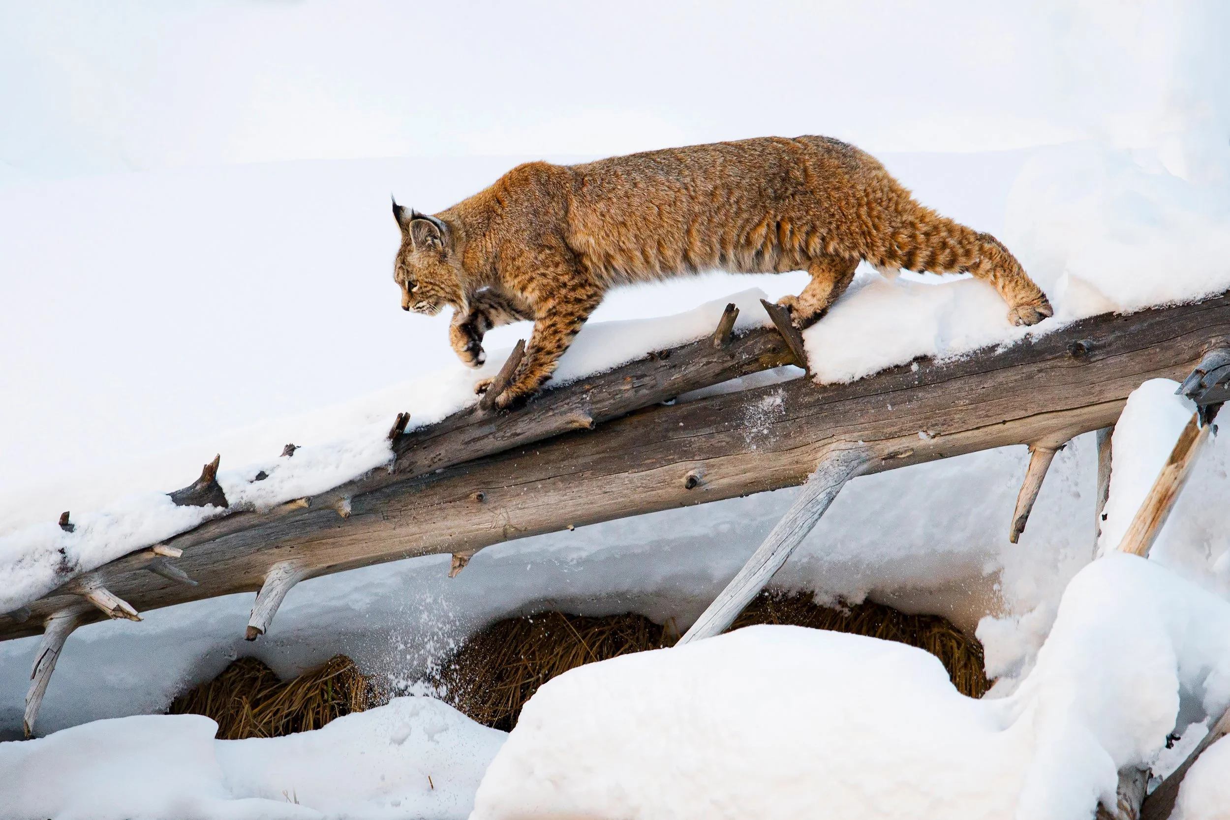 PhotoWILD Magazine: The Art and Science of Wildlife Photography