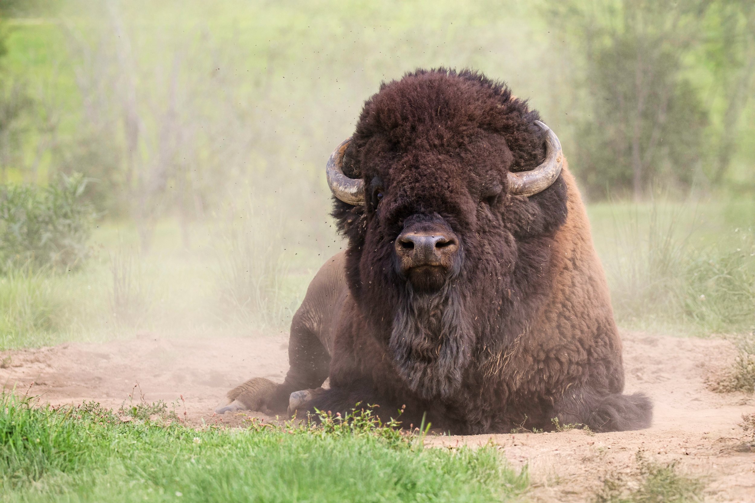 The Wildlife Photographer's Guide to the Bison Rut — PhotoWILD Magazine ...