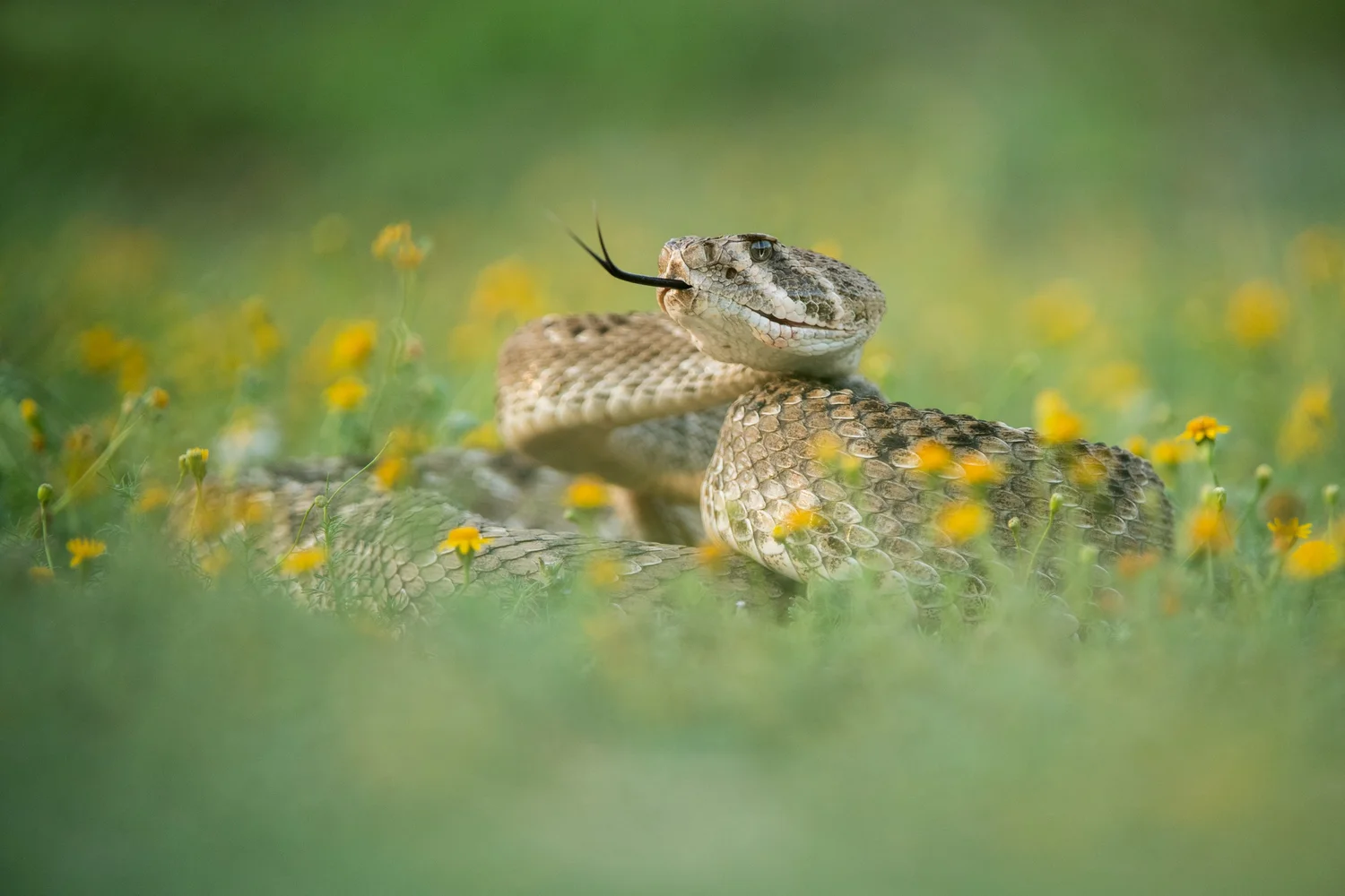 Wilderness Medicine for Wildlife Photographers: Snake Bites — PhotoWILD ...