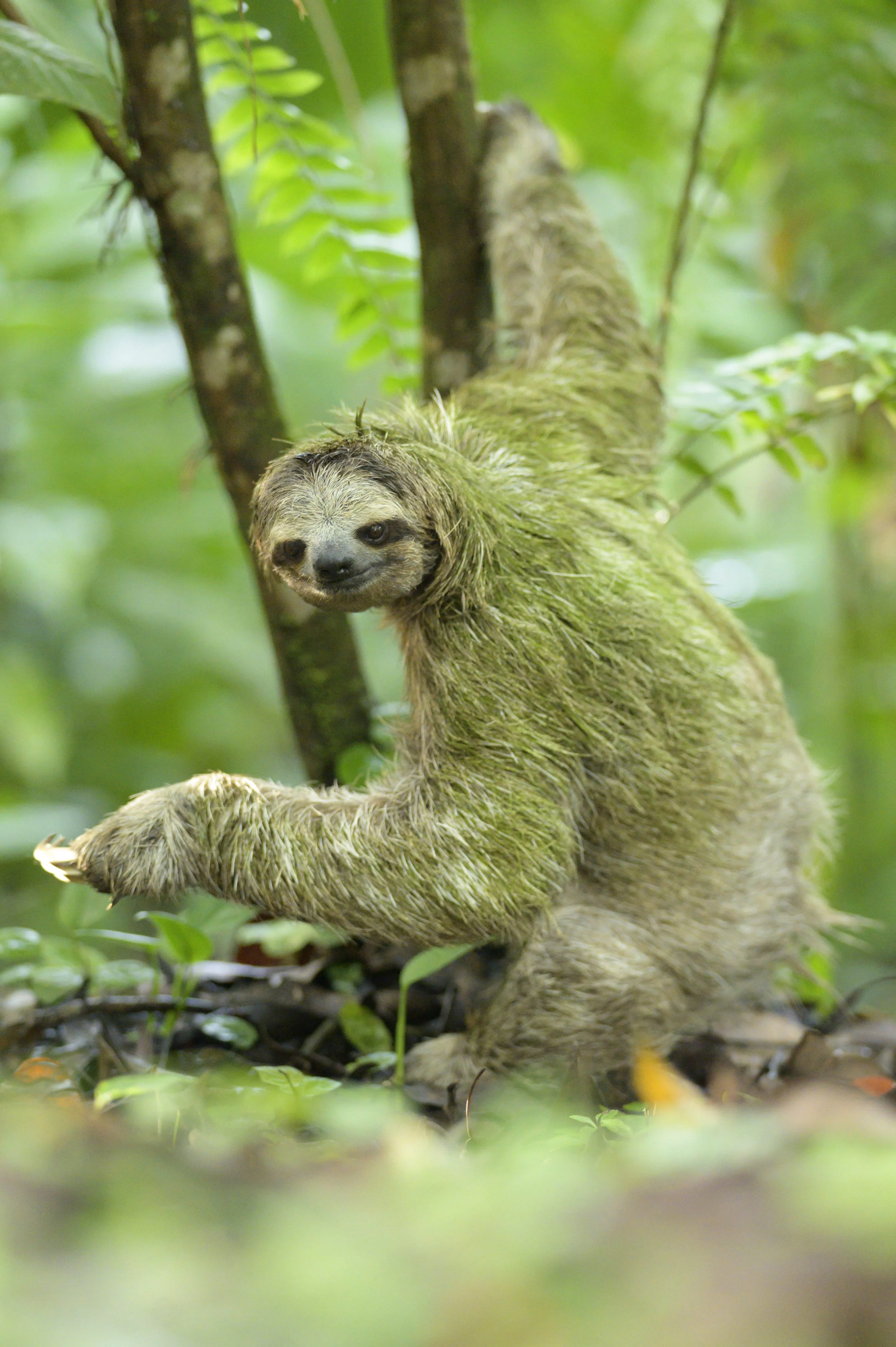 Episode 3: Sloths and Poison Dart Frogs on the Caribbean — PhotoWILD ...
