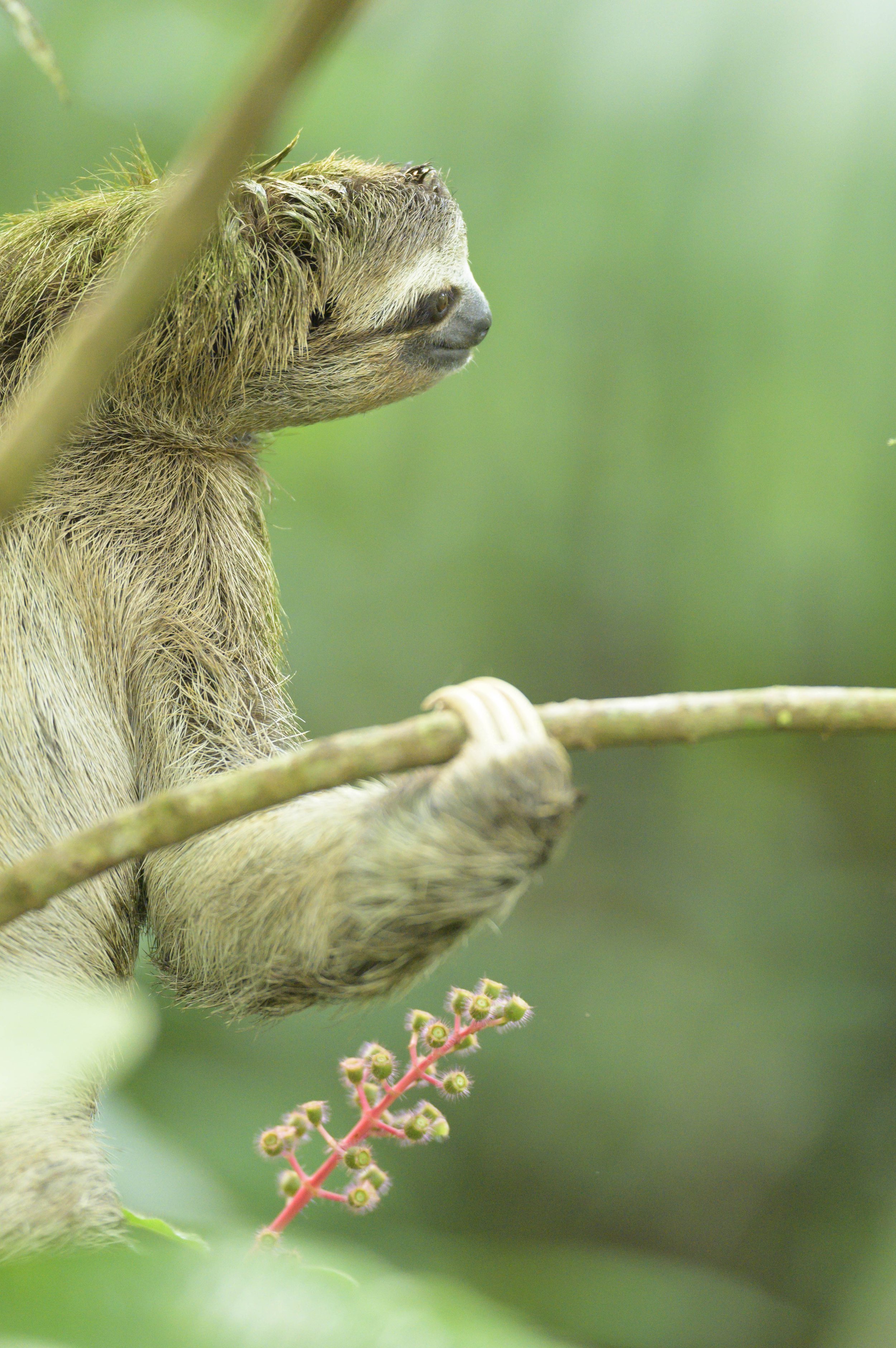 Episode 3: Sloths and Poison Dart Frogs on the Caribbean — PhotoWILD ...