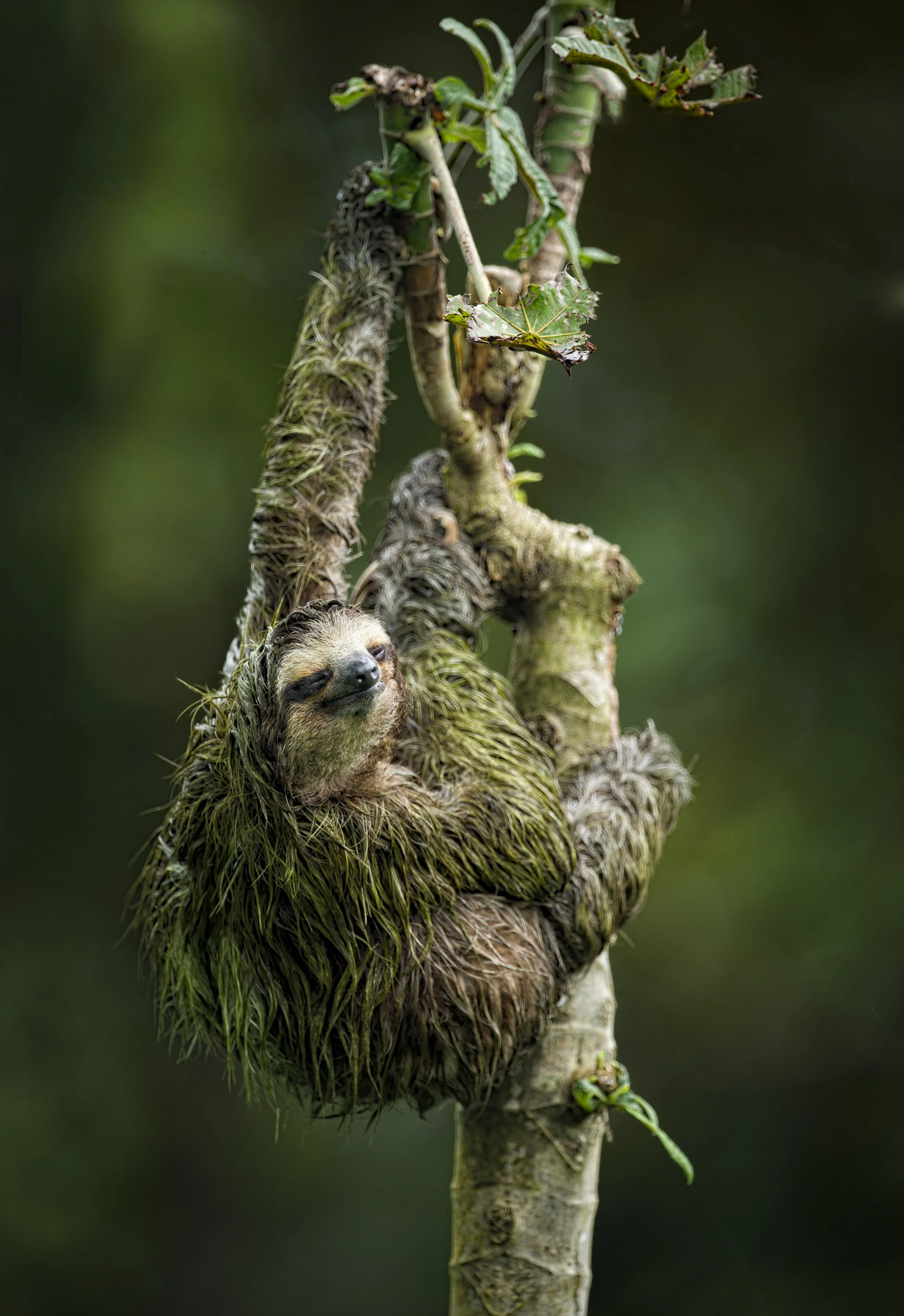 Episode 3: Sloths and Poison Dart Frogs on the Caribbean — PhotoWILD ...