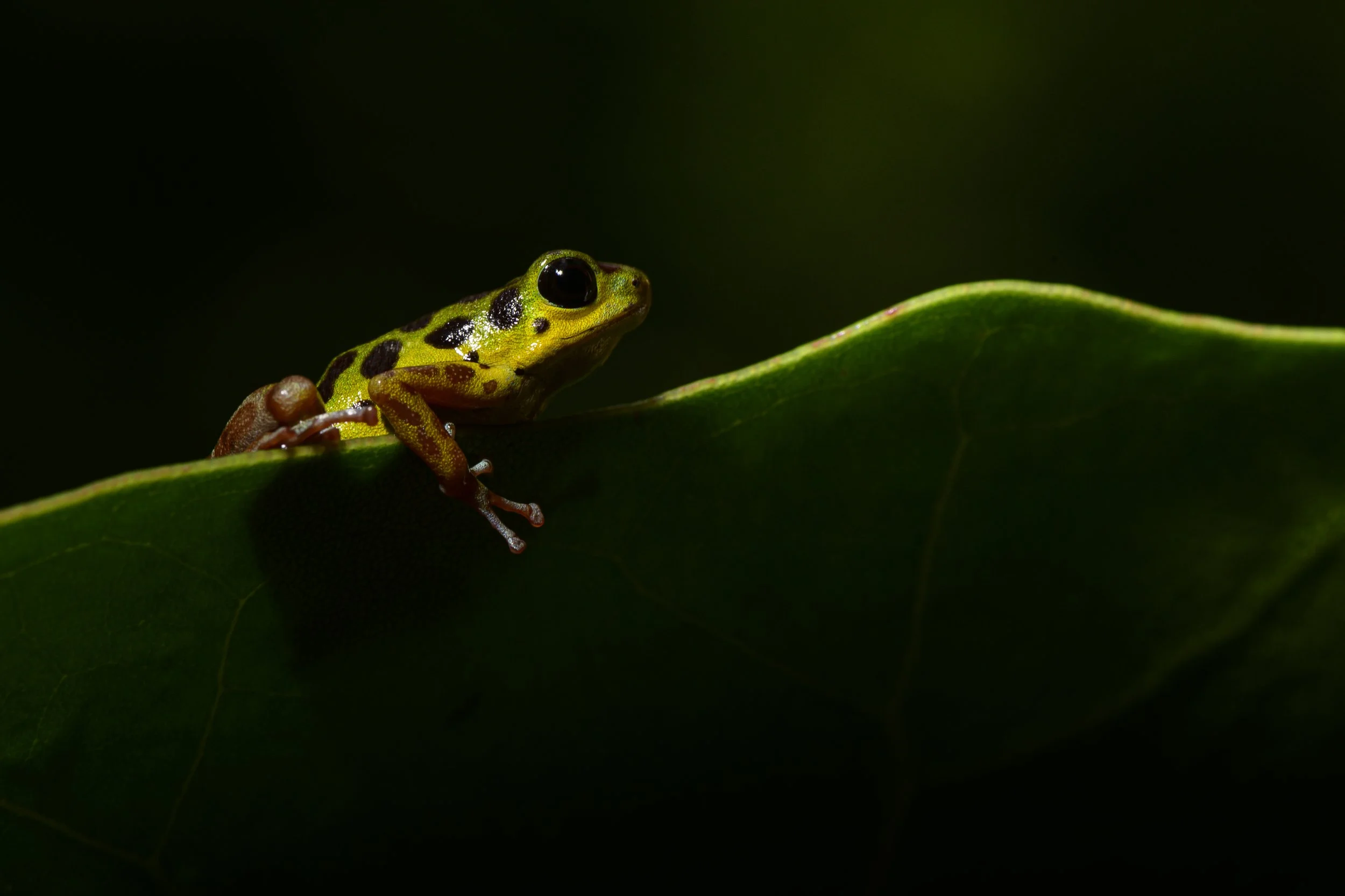 Episode 3: Sloths and Poison Dart Frogs on the Caribbean — PhotoWILD ...