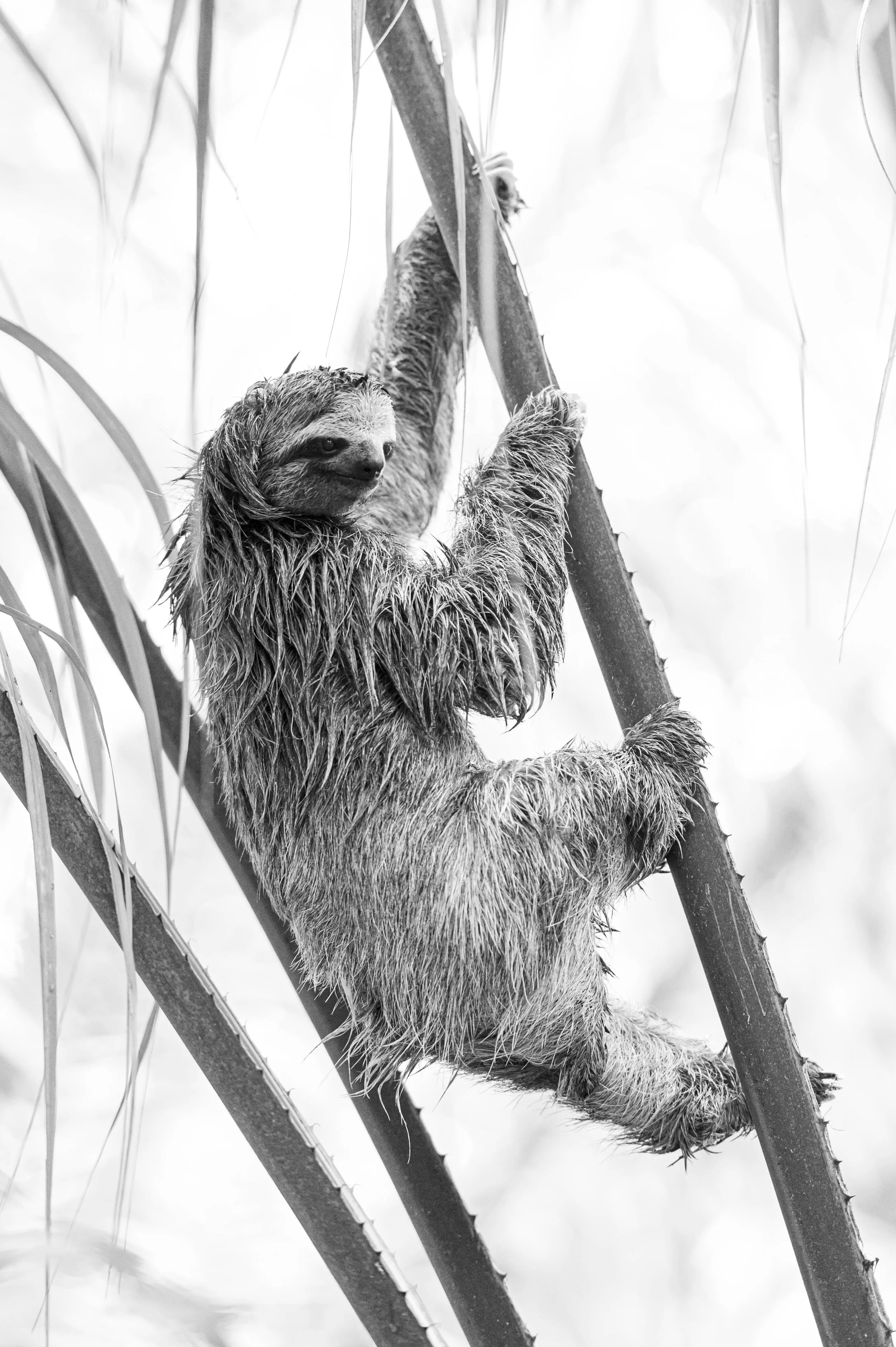 Episode 3: Sloths and Poison Dart Frogs on the Caribbean — PhotoWILD ...