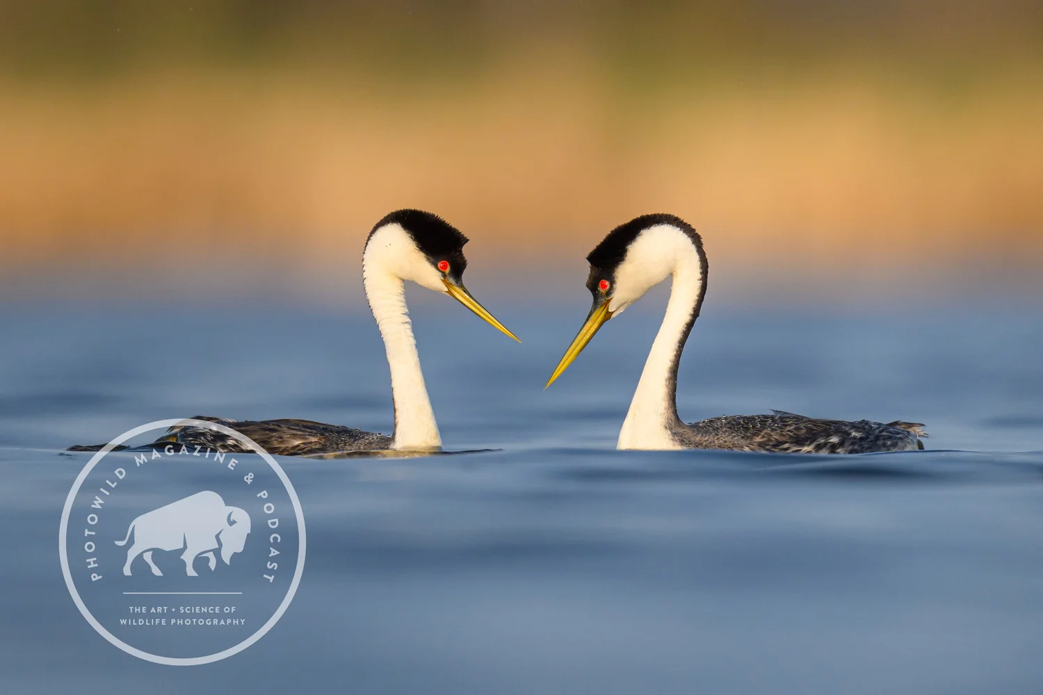 The PhotoWILD Podcast — PhotoWILD Magazine | The Only Resource on ...