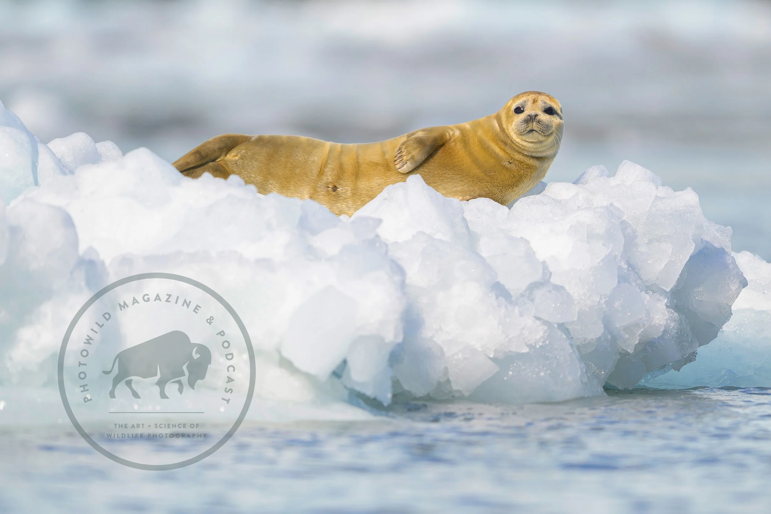 The PhotoWILD Podcast — PhotoWILD Magazine | The Only Resource on ...