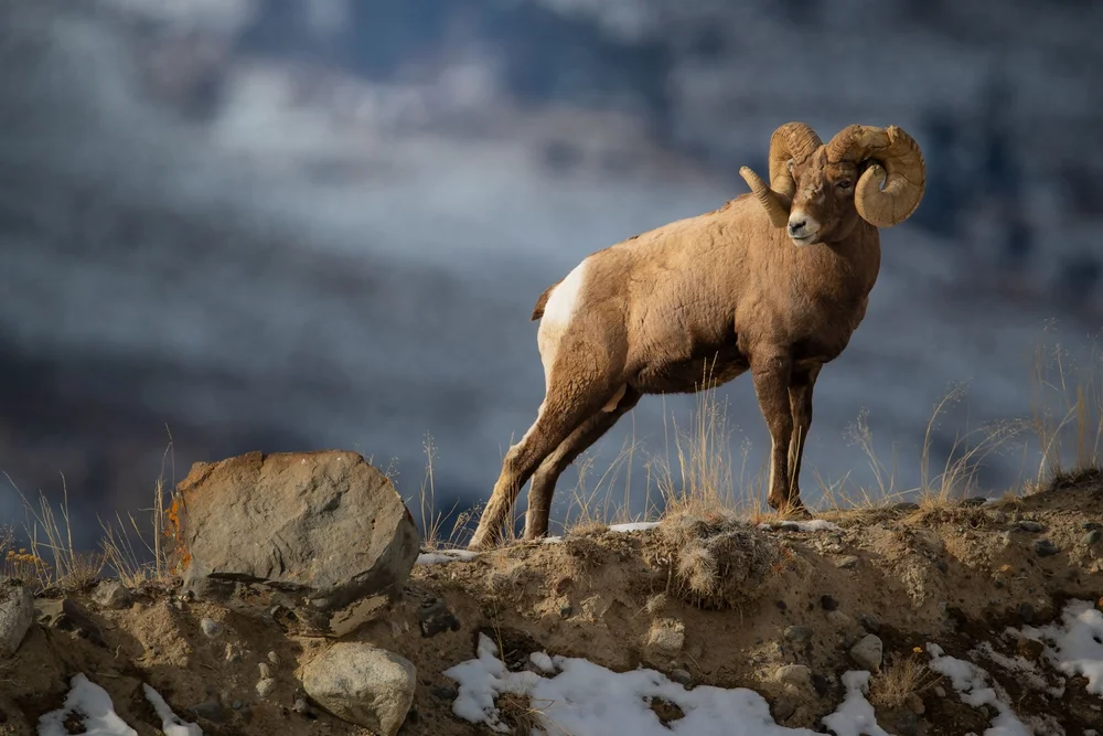 Chasing the Rut: Bighorn Sheep — PhotoWILD Magazine