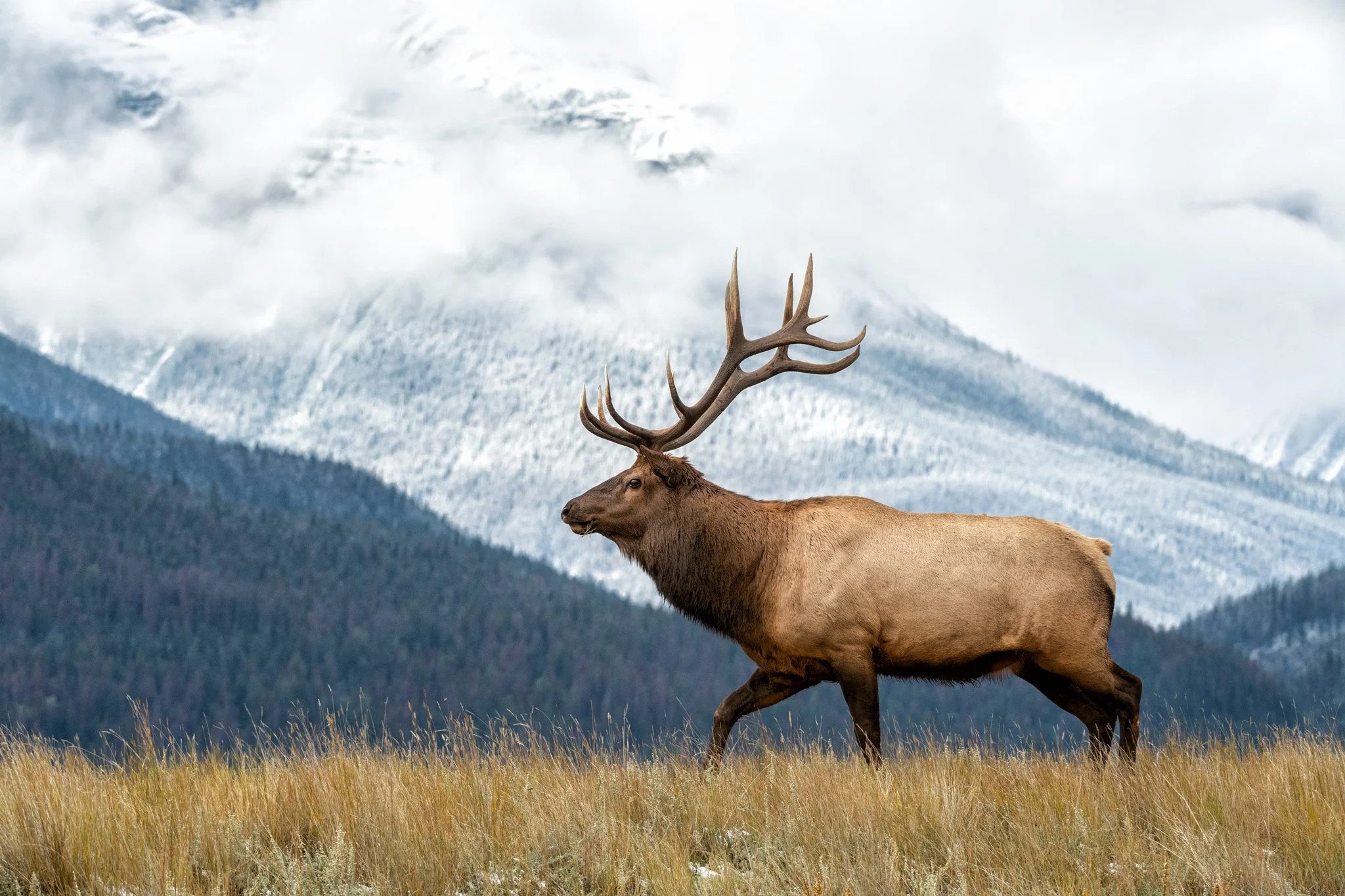 PhotoWILD Magazine: Wildlife Photography Fieldcraft & Animal Behavior ...
