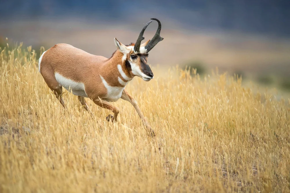 PhotoWILD: The Journal of Fieldcraft in Wildlife Photography