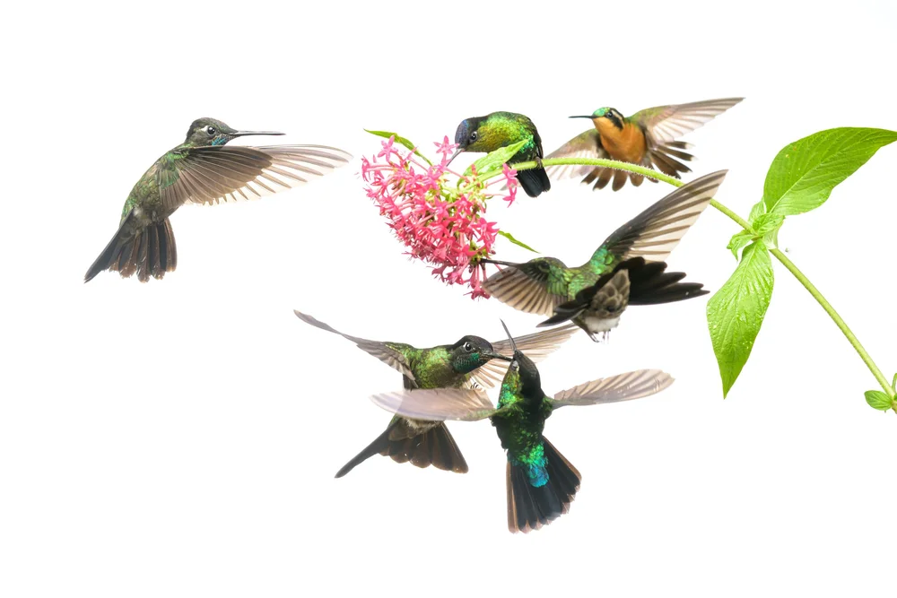 Wings of War: The epic battles of hummingbirds — PhotoWILD Magazine