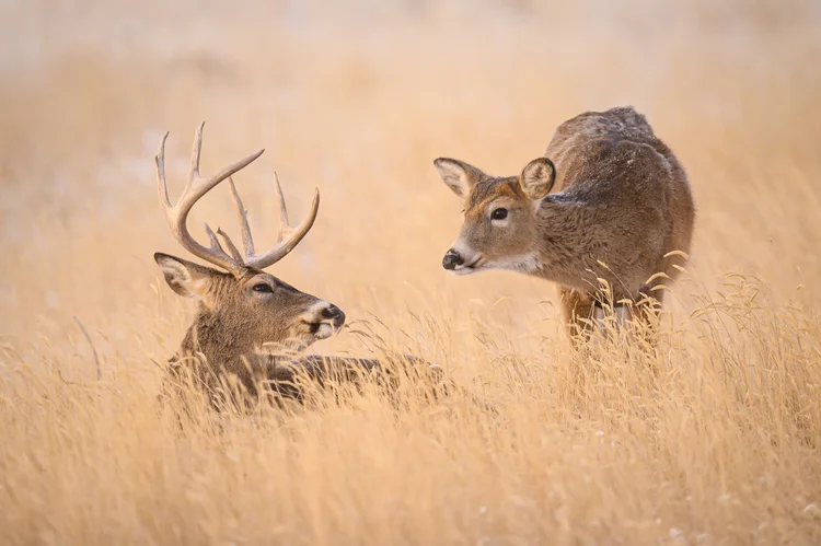 The Science of the Rut - for wildlife photographers — PhotoWILD ...