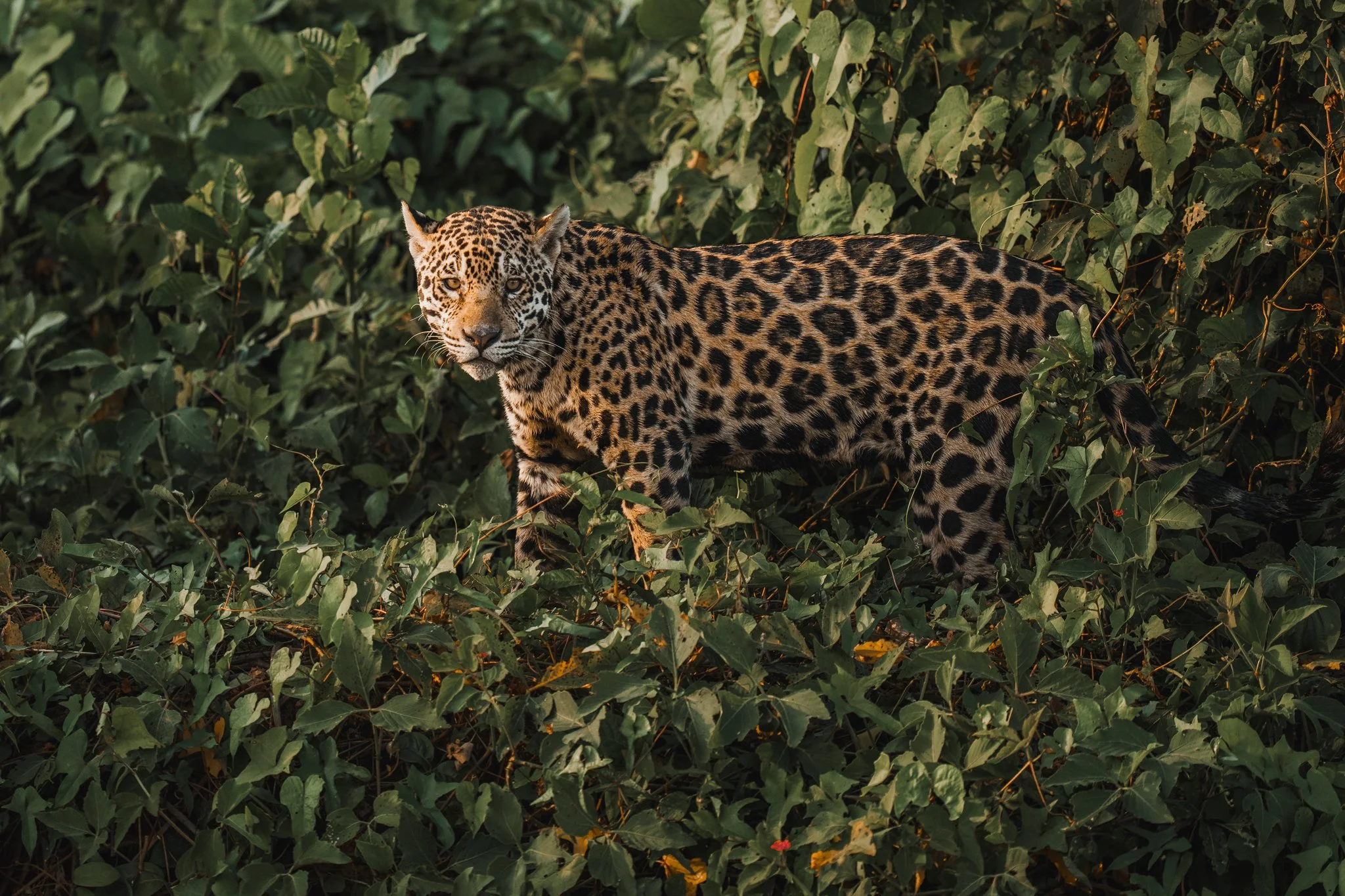 Episode 24 - Lessons From Predators and Camouflage for wildlife ...