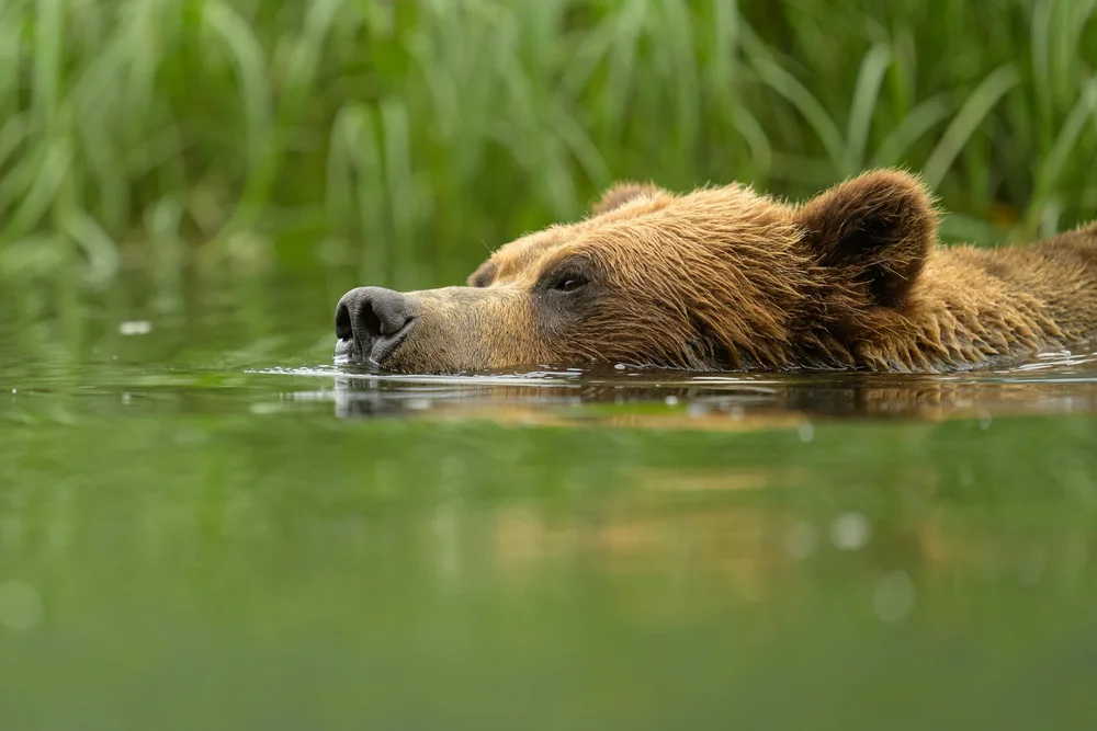 The Importance of Smell: Lessons from a bear. — PhotoWILD Magazine