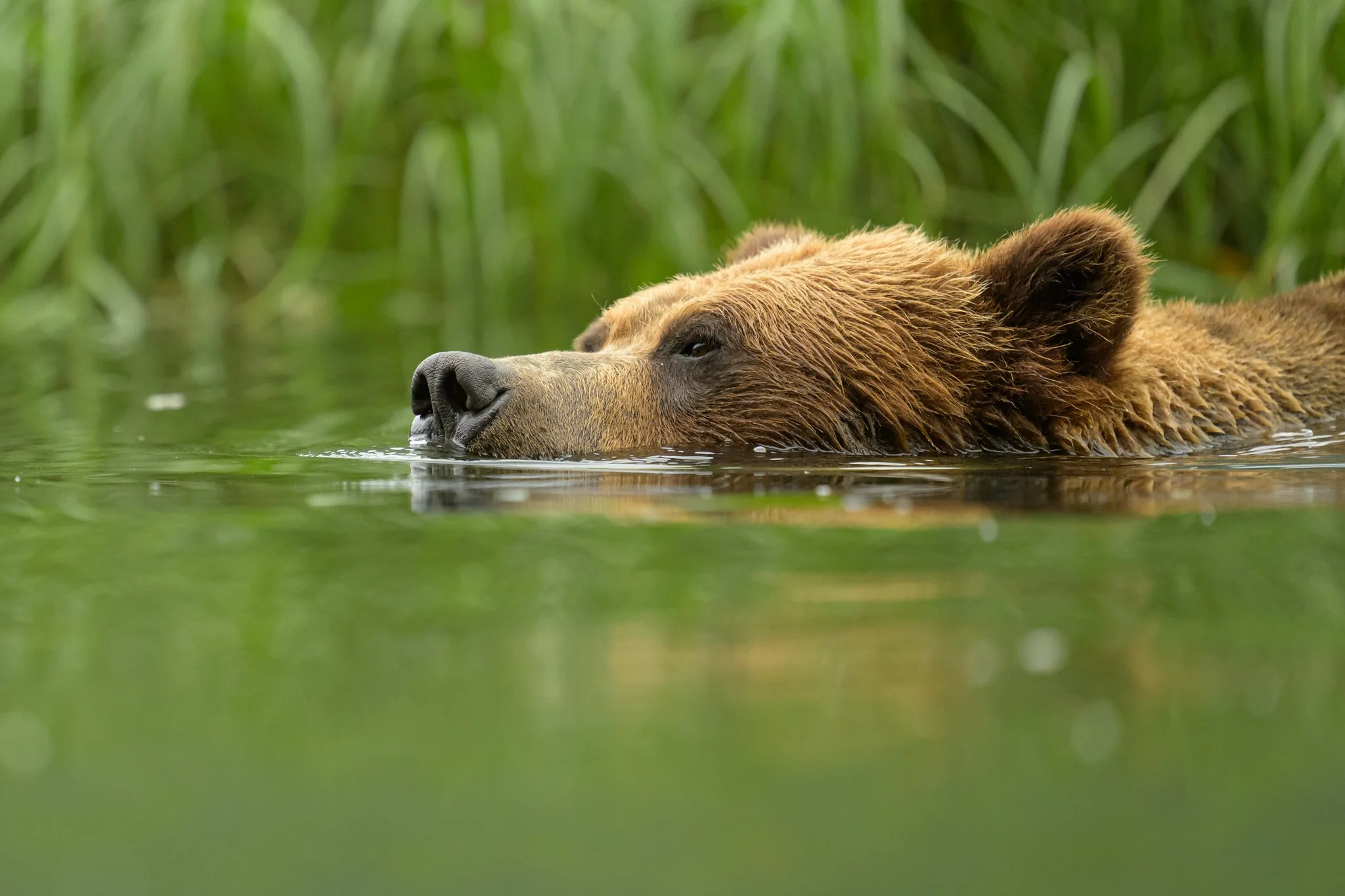 The Importance of Smell: Lessons from a bear. — PhotoWILD Magazine
