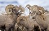 The Science of the Rut - for wildlife photographers — PhotoWILD ...