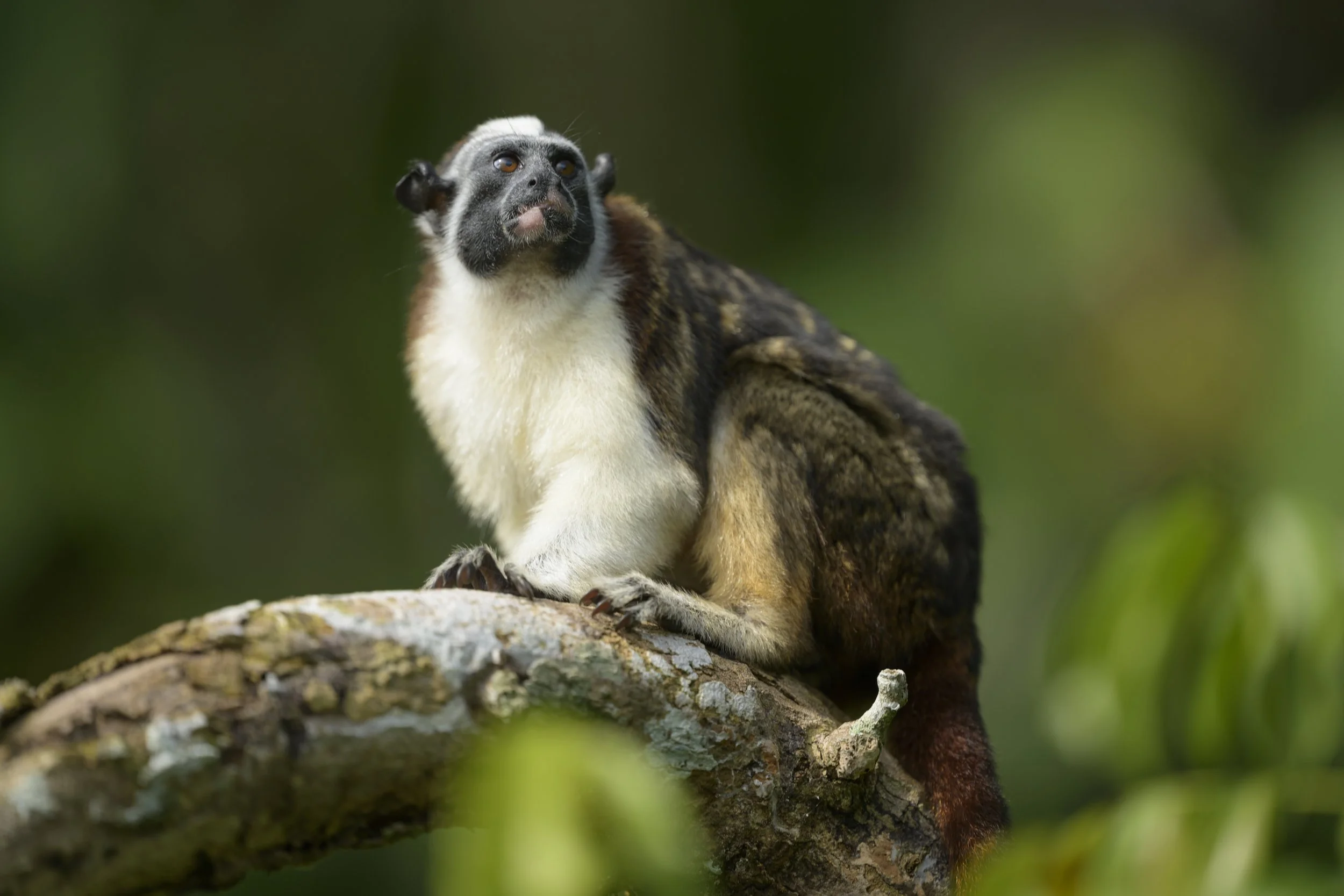 Dispatch from Panama II: Gamboa — PhotoWILD Magazine